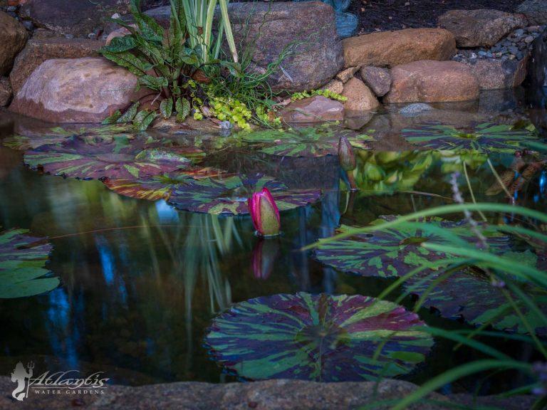 Koi Pond Portfolio | Atlantis Water Gardens
