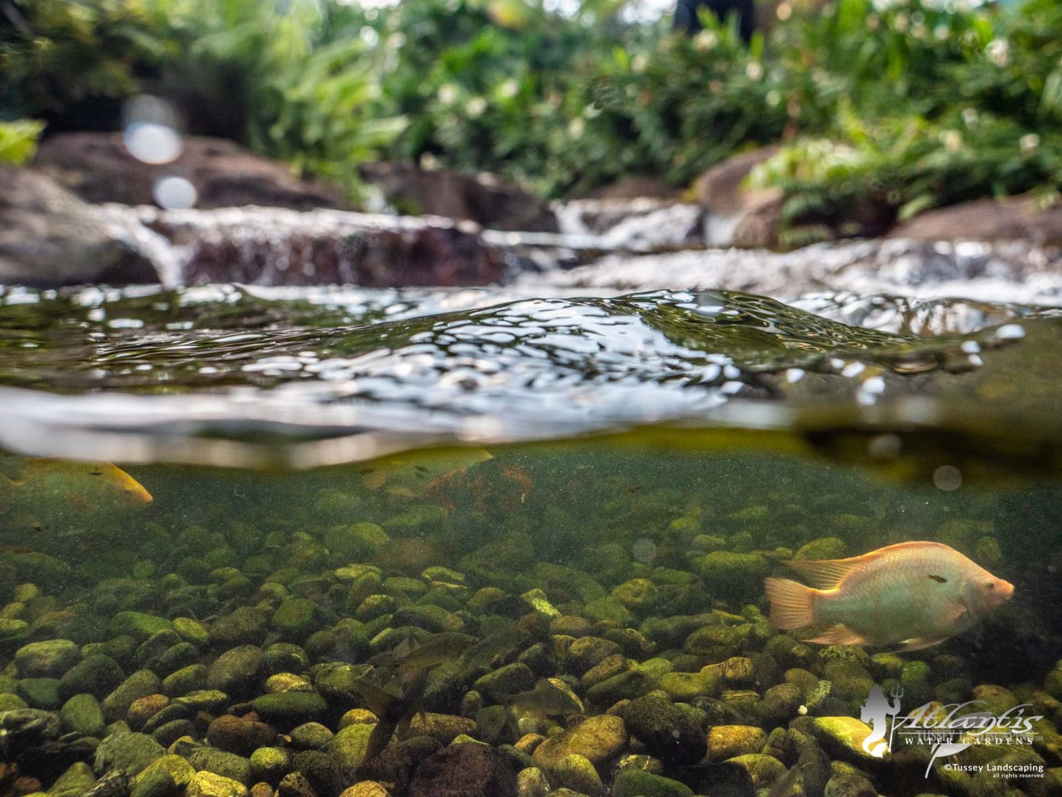 Koi Pond Portfolio | Atlantis Water Gardens