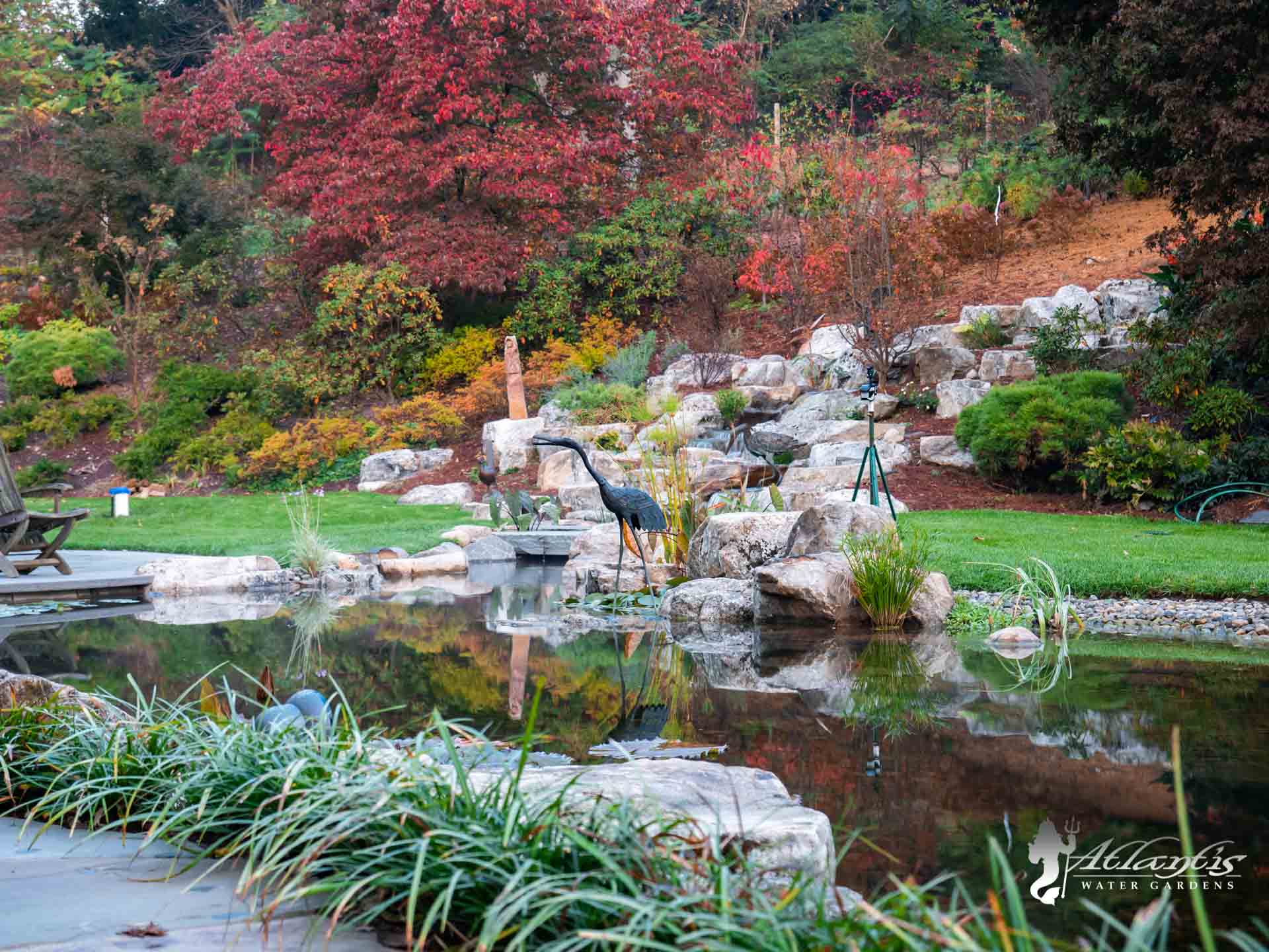 Koi Pond Pictures • Atlantis Water Gardens • Denville NJ