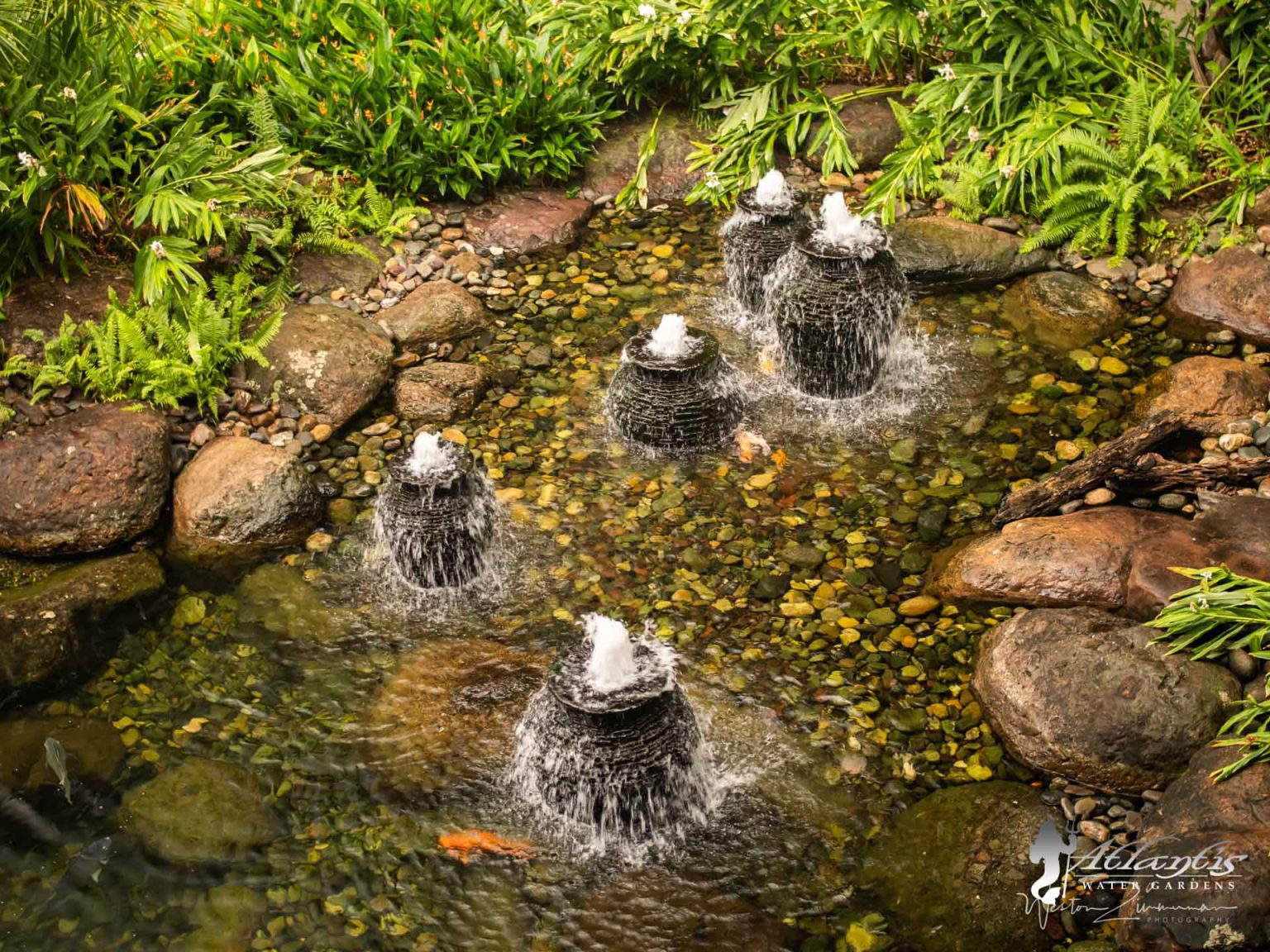 Koi Pond Portfolio | Atlantis Water Gardens