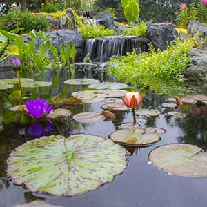 Koi Pond Package | Atlantis Water Gardens
