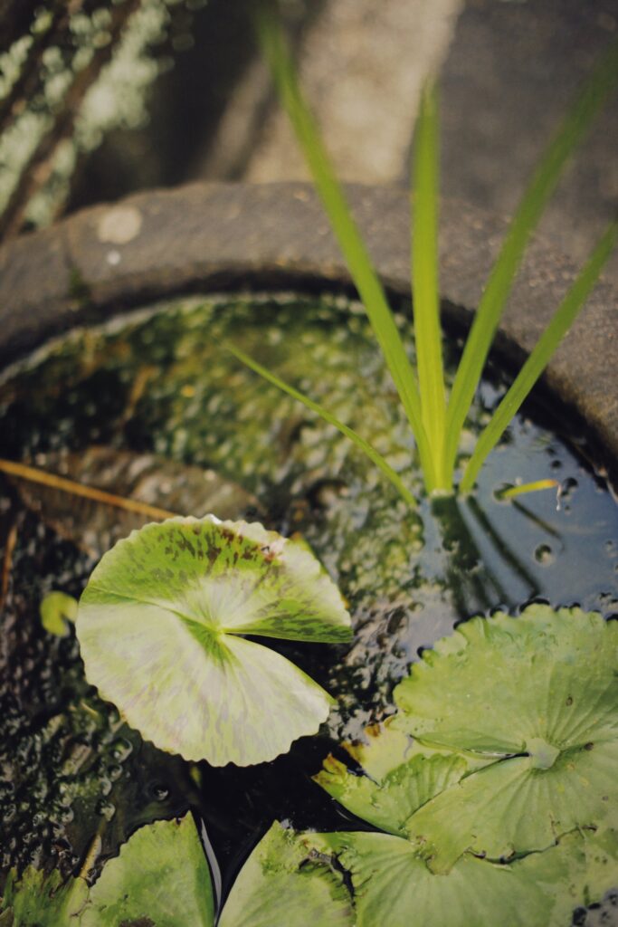 3 Common Pond and Water Feature Problems and Repairs