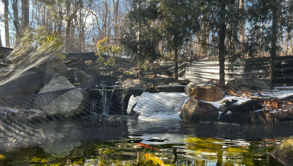 How Can I Tell If My Pond Pump Is Dying? 5 Warning Signs